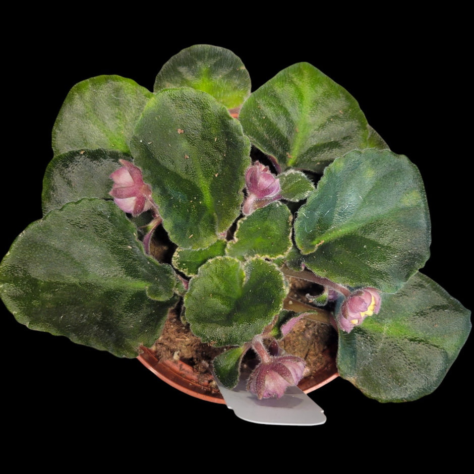 Variegated African Violets - Dr. Bill's Orchids, LLC