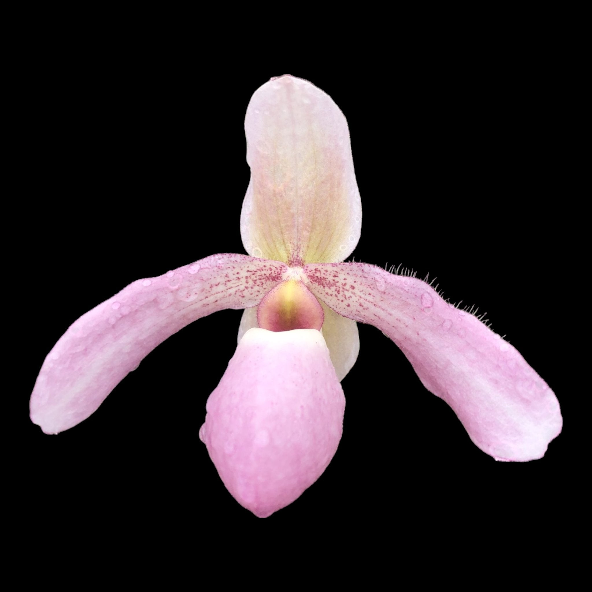 Paphiopedilum - Dr. Bill's Orchids, LLC
