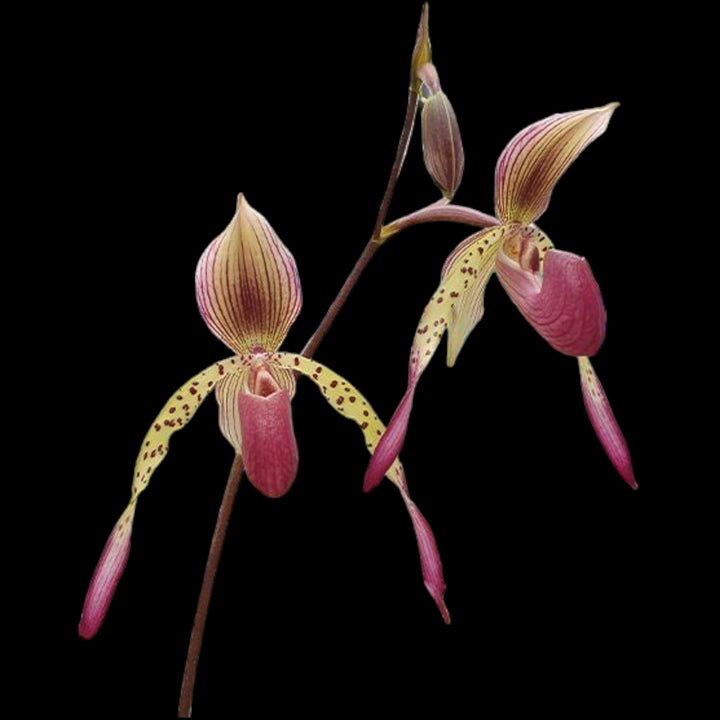 Paphiopedilum - Dr. Bill's Orchids, LLC