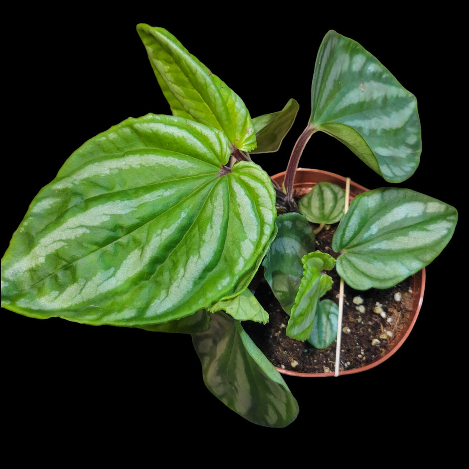 All available products - Dr. Bill's Orchids, LLC – Page 3