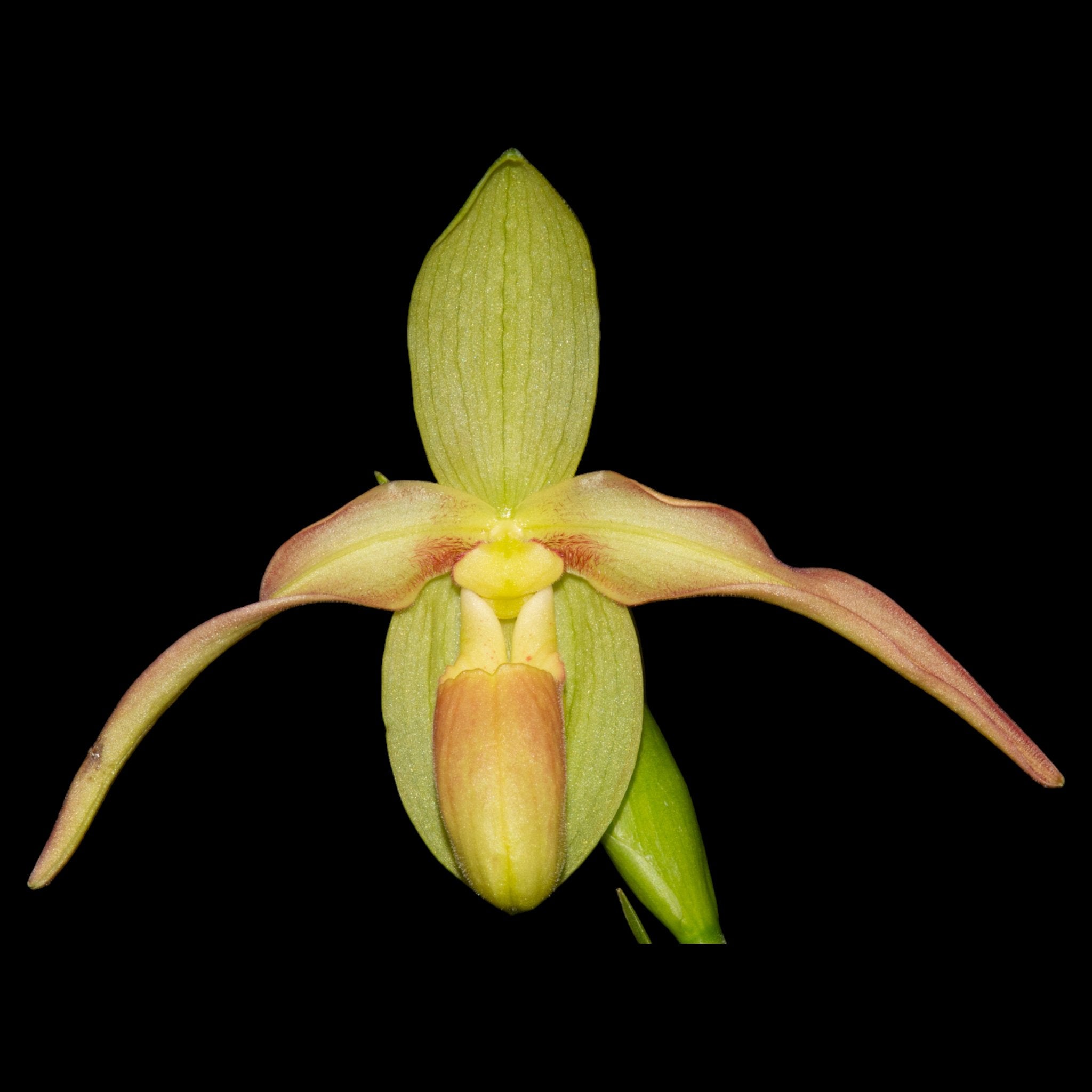 Phragmipedium - Dr. Bill's Orchids, LLC